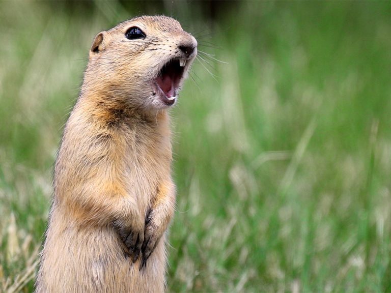 The Life and Death of Gopher, the Internet Before the Web | Praxis